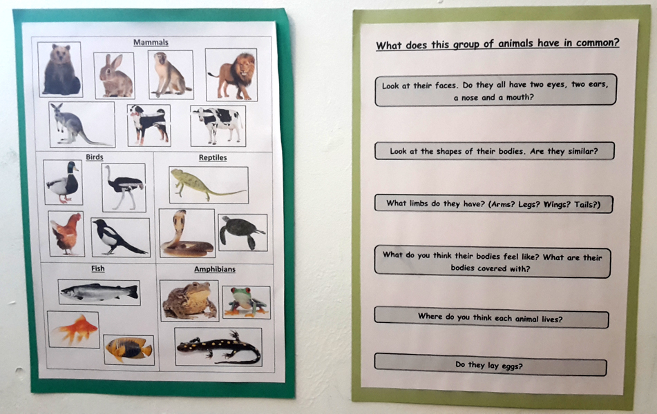 Picnic Panda's Learning Journey: The 5 Common Classifications of Animals