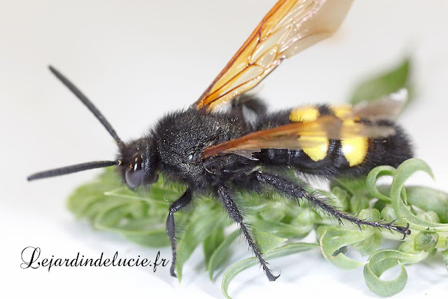 Megascolia maculata flavifrons, mâle, ou la Scolie des jardins.