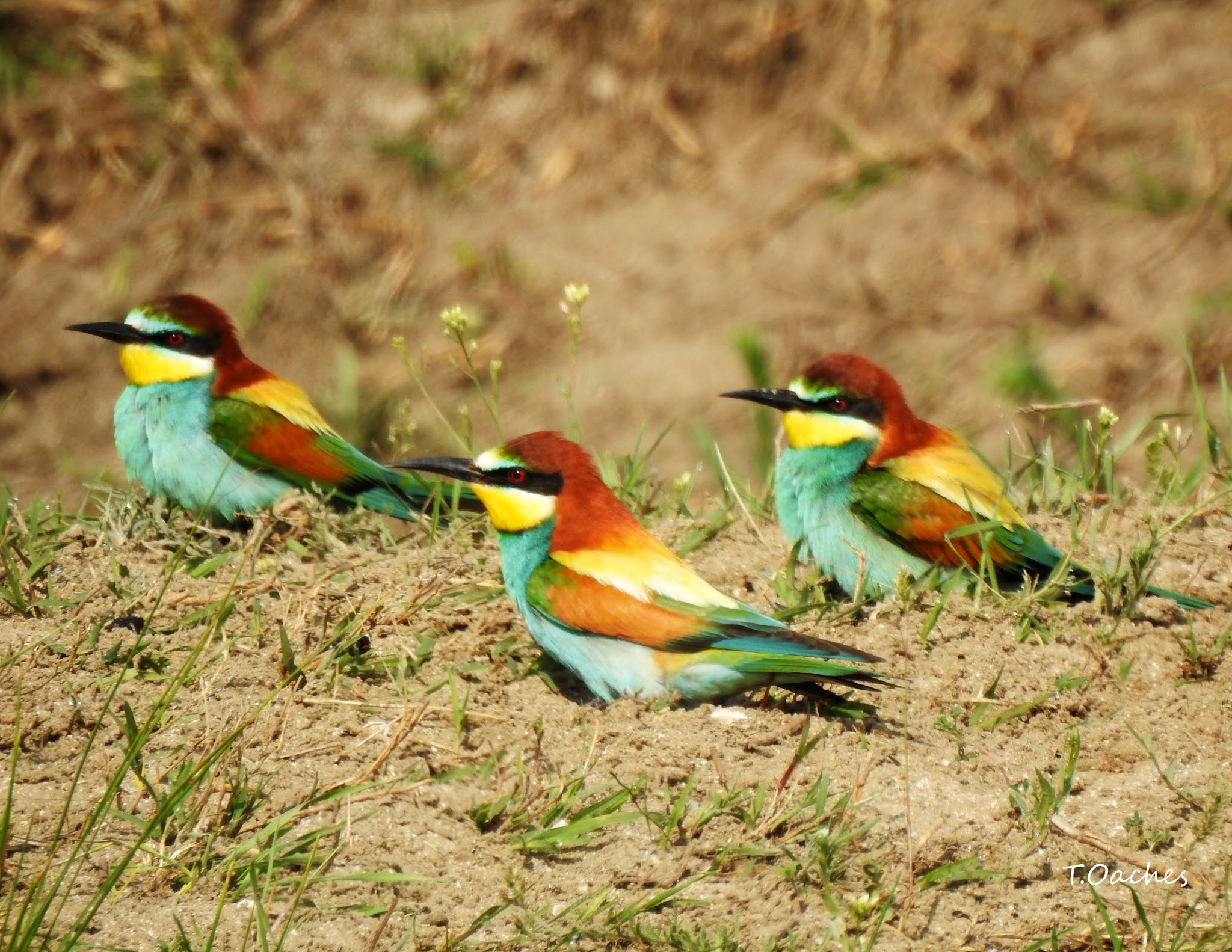 PASARI DIN ROMANIA: PRIGORIE, Merops apiaster