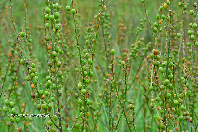 Manuel Cabello y Esperanza Izquierdo: "El blog de Ocurris". "Ubrique en ...
