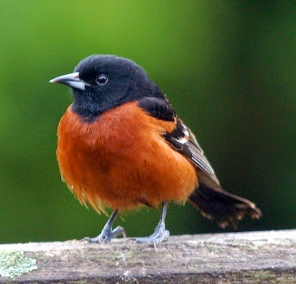 stuff from ellen's head: little bird