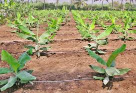 Mogriculture Tz: Kilimo bora cha Migomba - Part 2