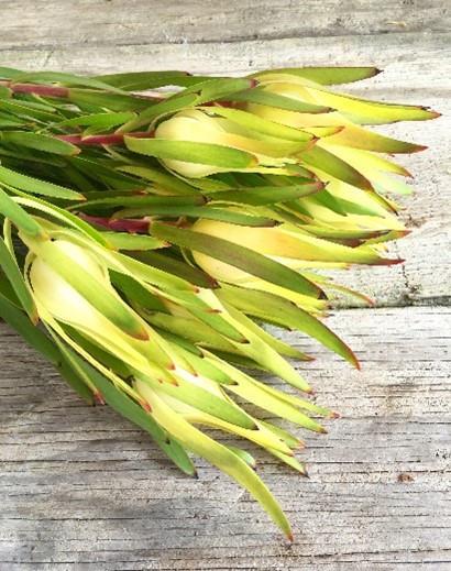 A Passion for Flowers: Leucadendron Inca Gold