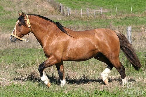 Agrofazenda: Raças de Cavalo