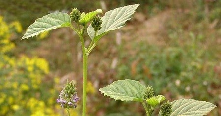 Psoralea fruit (Buguzhi)-Psoralea corylifolia-Fructus Psoraleae