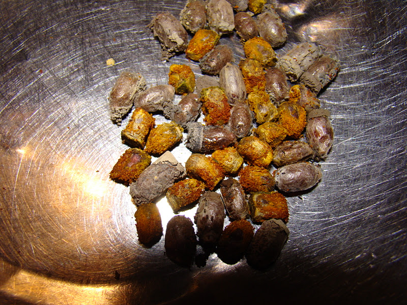 Beediverse.com: Inside nests: Mix of cocoon types and wasp pupae