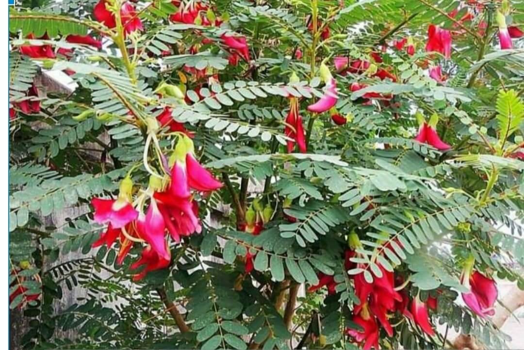 Daun Turi dan Khasiatnya yang Menakjubkan - SKINCAPEDIA