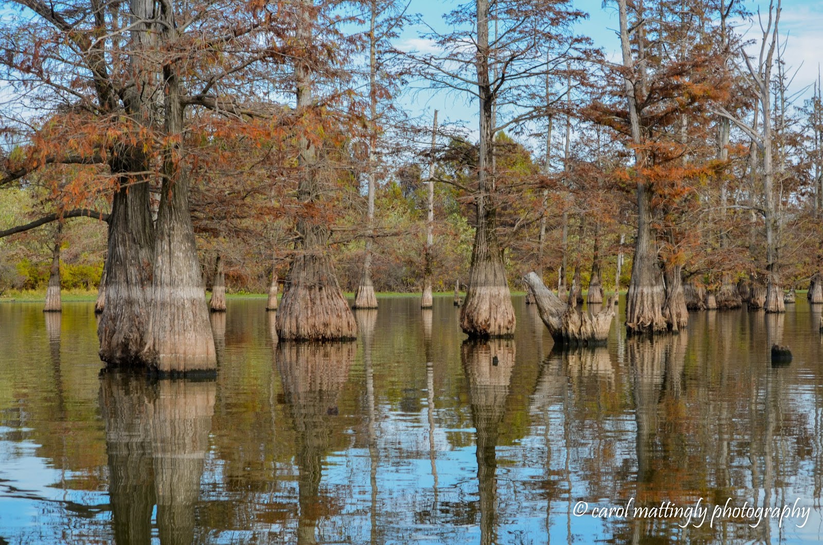 Carol Mattingly Photography: Duck River Unit, TN National Wildlife Refuge