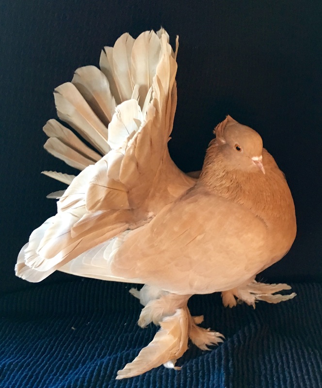 Mindian Fantail ( Mini İndian Fantail ) - Pigeons fall