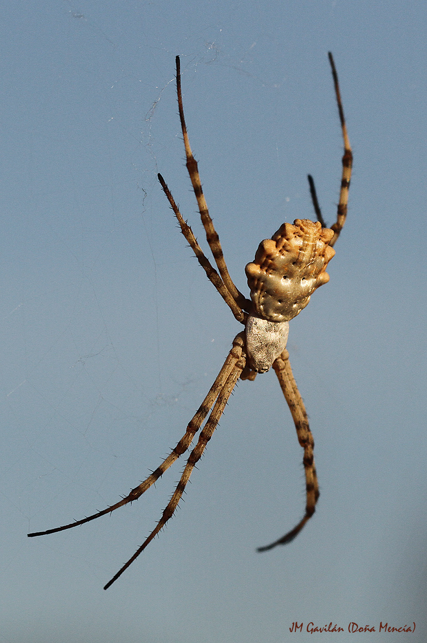 Fotografía de Naturaleza - JM Gavilán: Argiope lobata, argiope lobulada