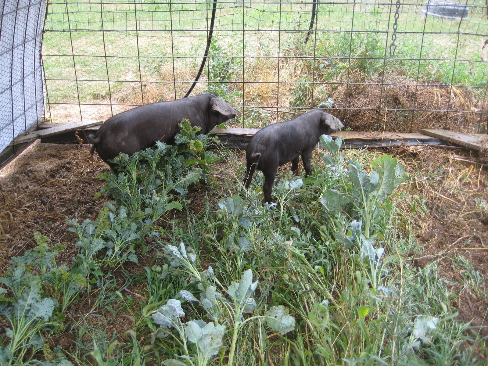 Welcome to Painted Hand Farm: Learn To Build A Hoop Coop