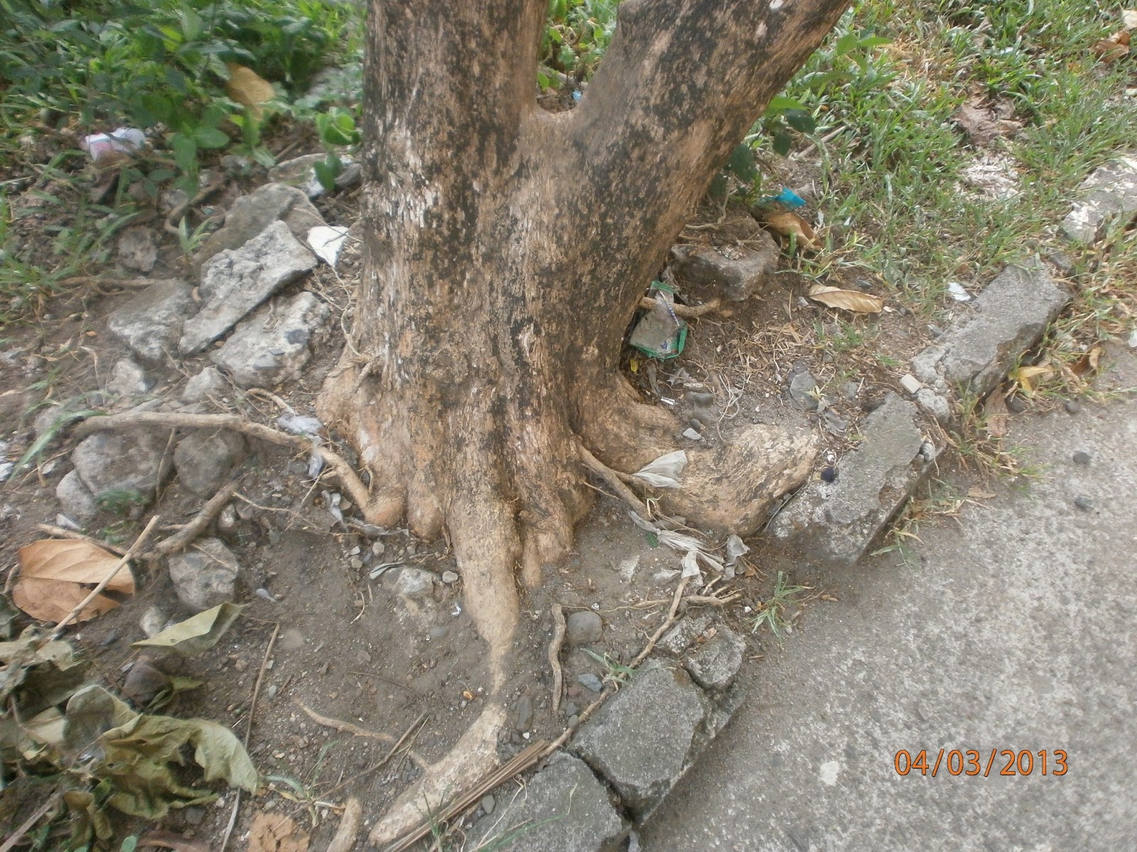 Photography with Dr. Ernie.: Alagaw tree, Premna Odorata