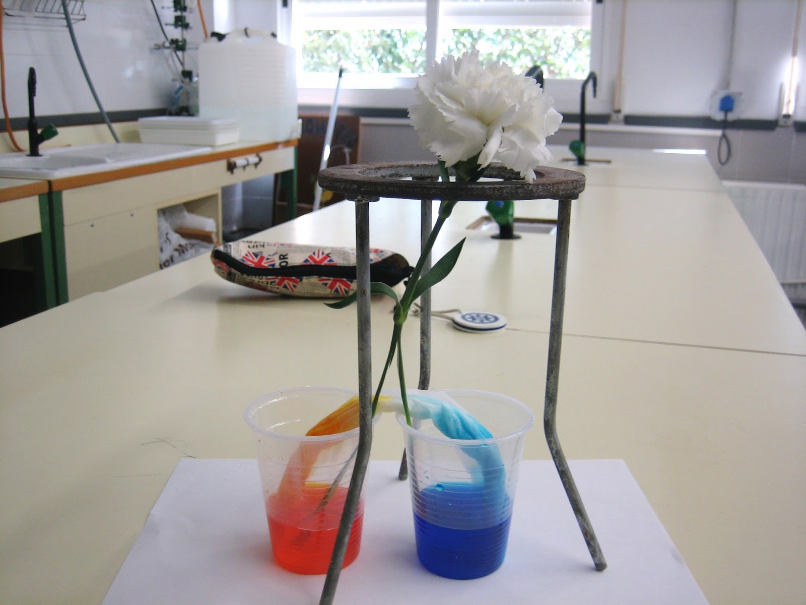 ver la ciencia: Los peques investigan: la capilaridad (II). Flores ...