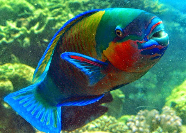 PARROTFISH photos - wallpapers (ανανεωμένο) | the fun bank