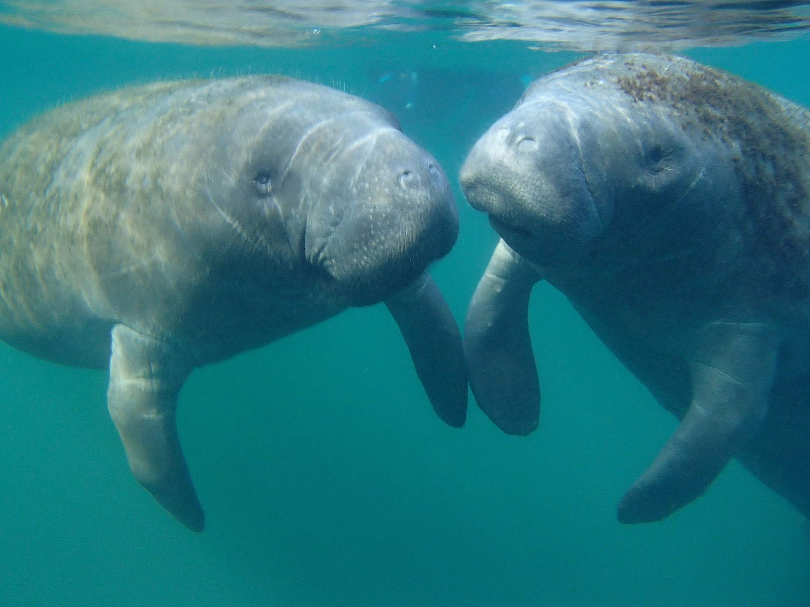 Sweet Escapes: Swimming with Manatees at Homosassa Springs