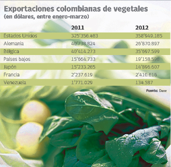Cultivo de Apio: Importancia Económica y Distribución Geográfica