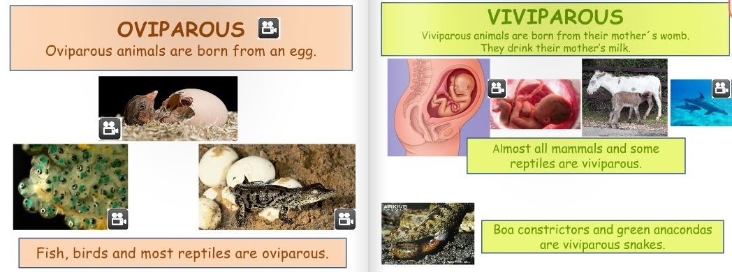 2nd GRADE SUPERHEROES IN TRAINING: VIVIPAROUS - OVIPAROUS