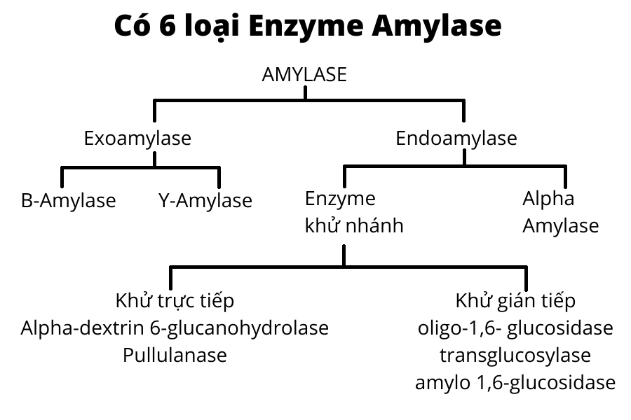 Enzyme Amylase là gì? Có mấy loại Enzyme Amylase