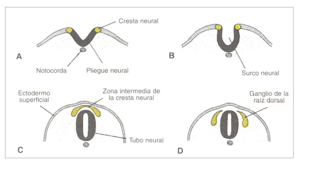 Formación y cierre de la placa neural