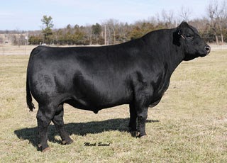 The GENEX Blog: Angus EPD Highlights