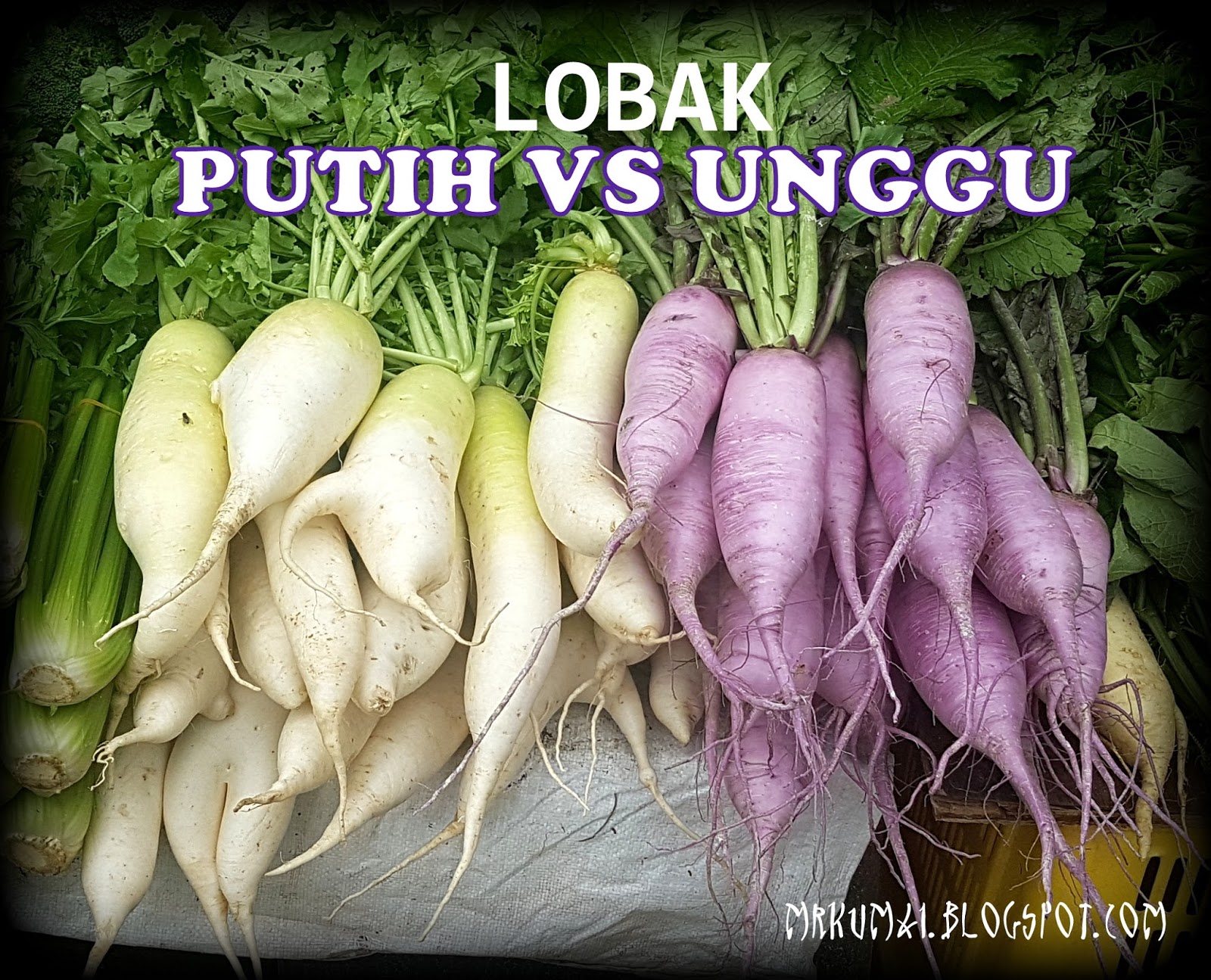 mrkumai.blogspot.com: Lobak Putih vs Lobak Unggu Cameron Highlands 2017