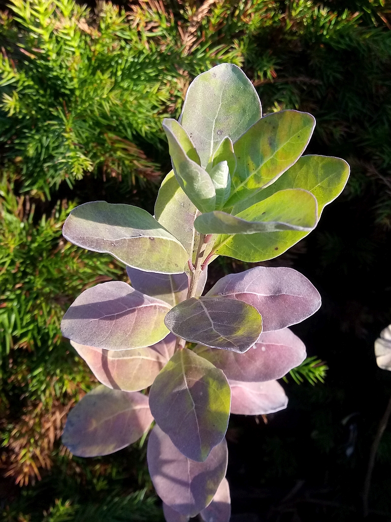 Future Plants by Randy Stewart: Vitex - the Chaste Tree family