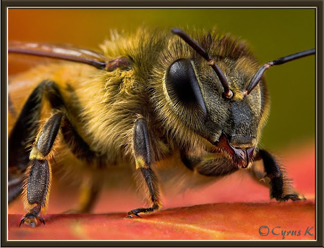 Poemas Poesias Versos y Rimas de Ruben Sada: DULCE ABEJITA