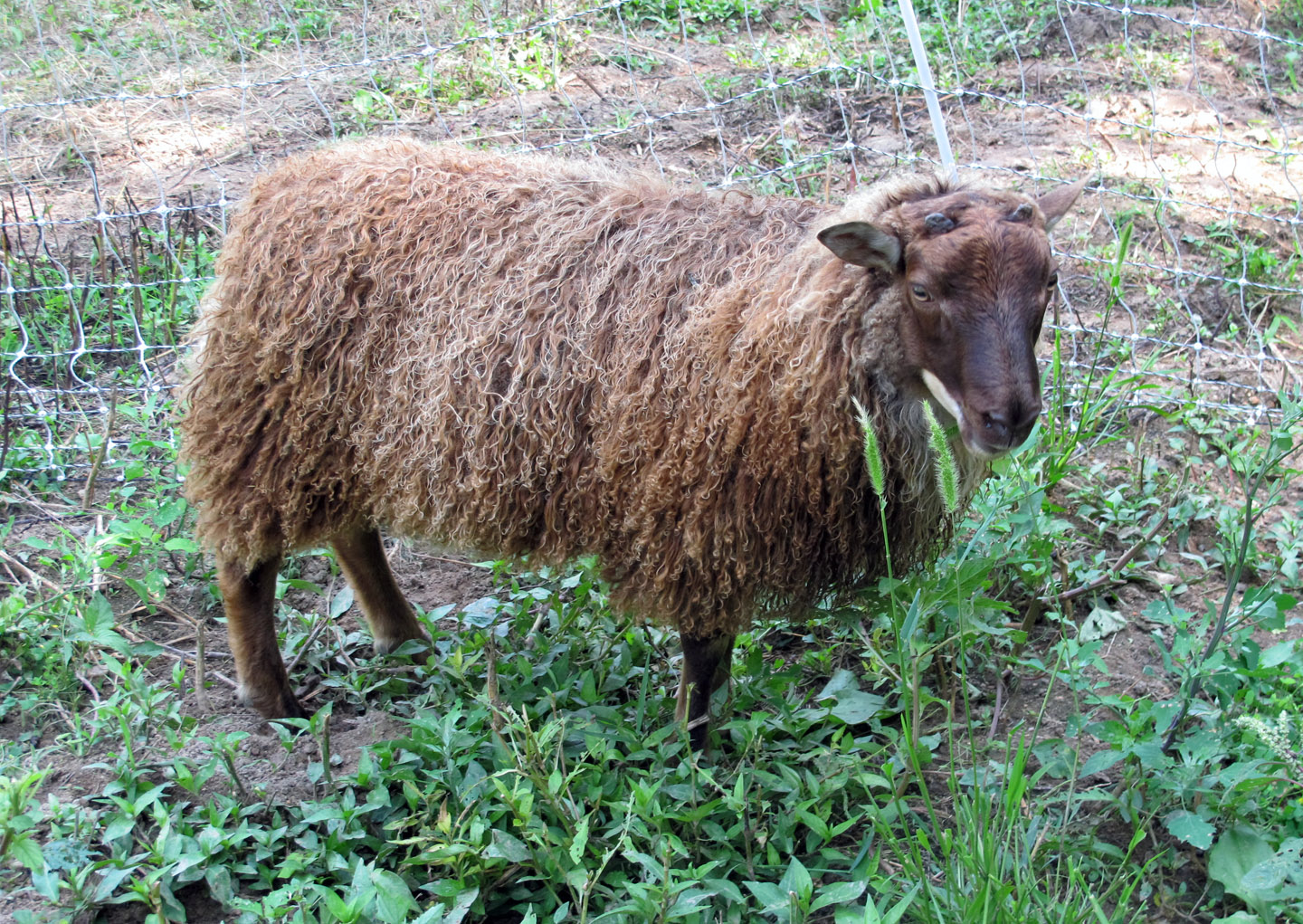 FarmGirl's Homestead Sheep: Finnsheep and Gulf Coast Natives
