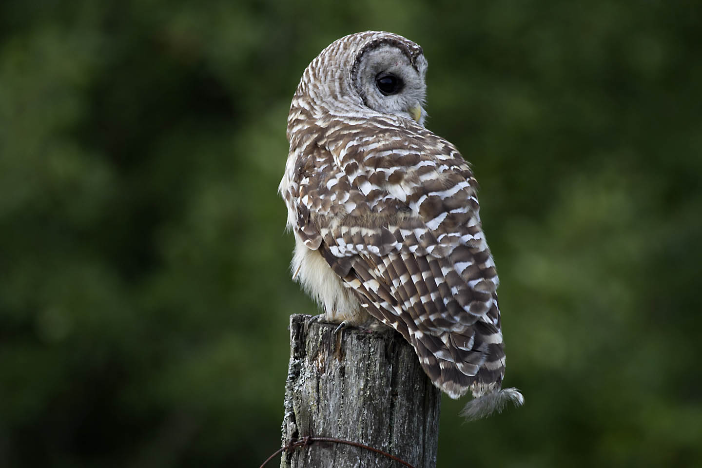 Ann Brokelman Photography: Release of the Barred Owl in Stouffville ...