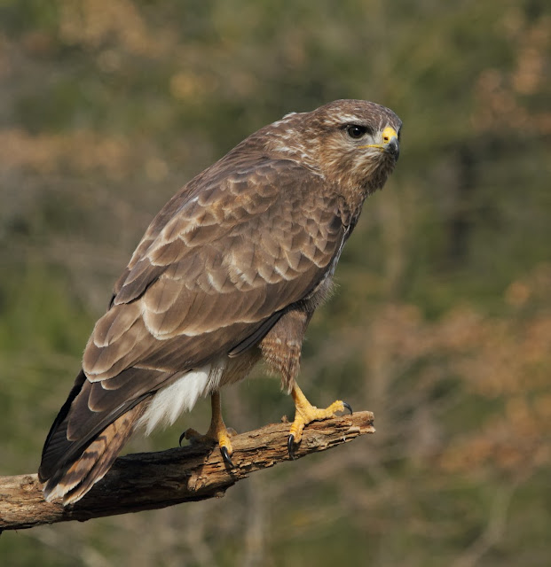 FOTOGRAFÍA DE FAUNA: RAPACES