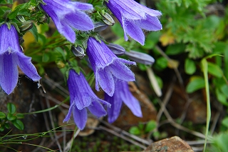What's New in Furano?: Mt. Ashibetsu-dake