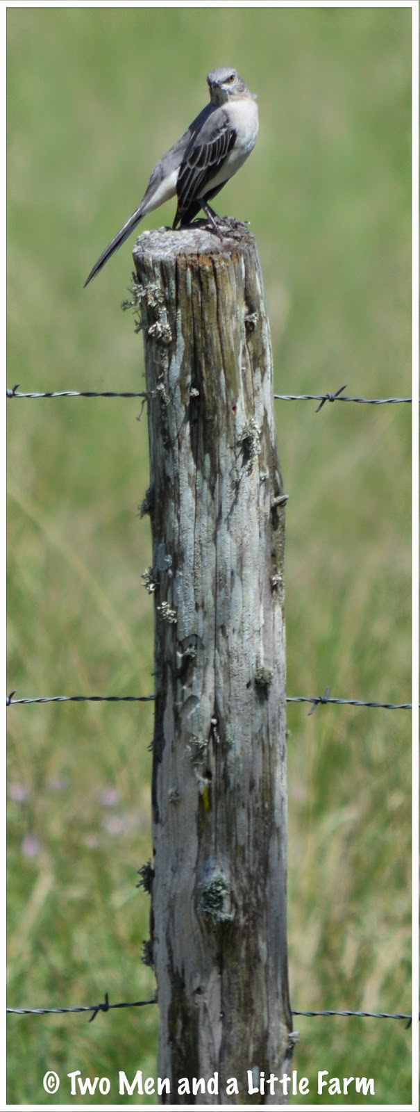Two Men and a Little Farm: A POST ABOUT A BIRD ON A POST