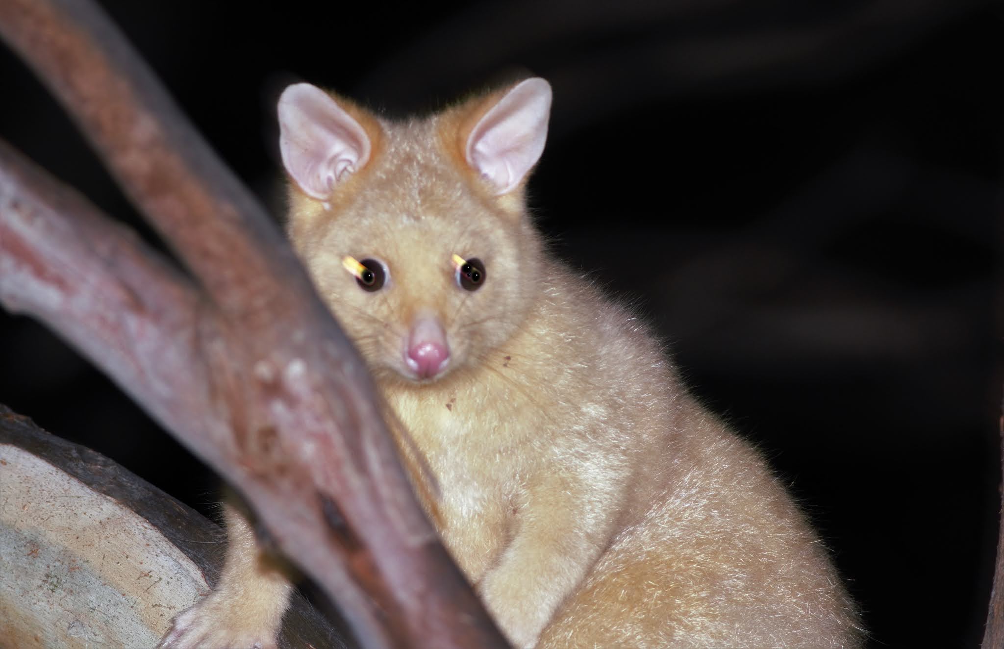sunshinecoastbirds: Tasmania: Quolls, Potoroos, Golden Brushtail ...