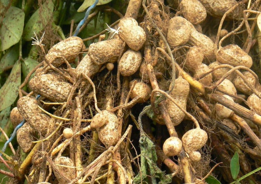 Animales y Plantas de Perú: Maní - Arachis hypogaea