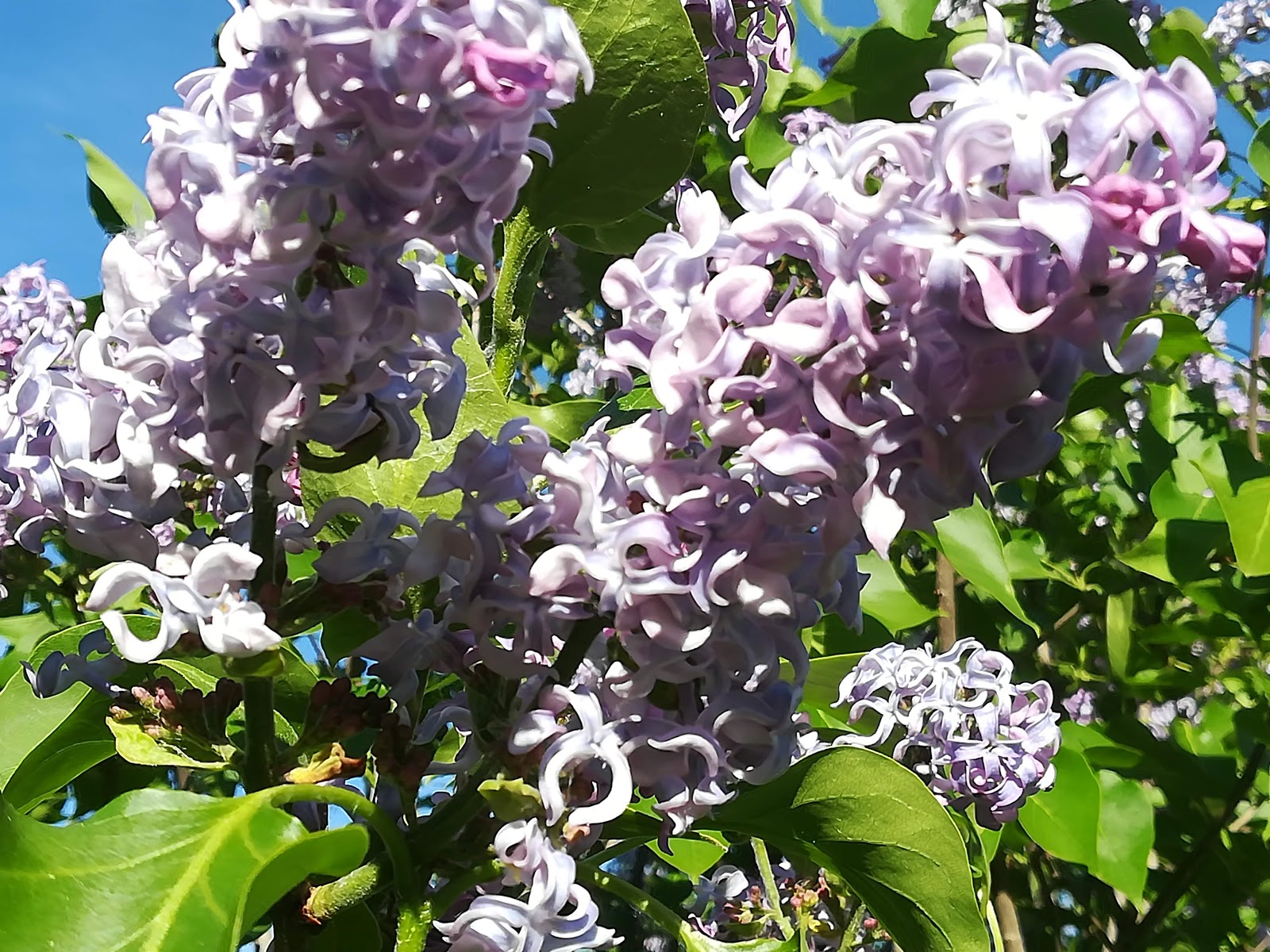 Rohtaias.: Sirel Syringa