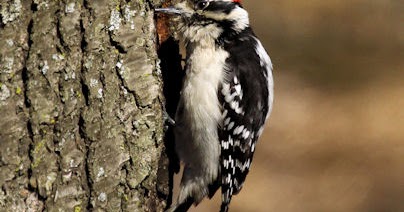 Redgannet: Magic Hedge, Chicago, April 2013