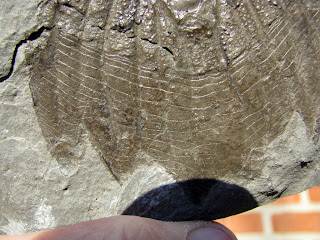 Views of the Mahantango: Arctinurus boltoni trilobite pygidium from the ...