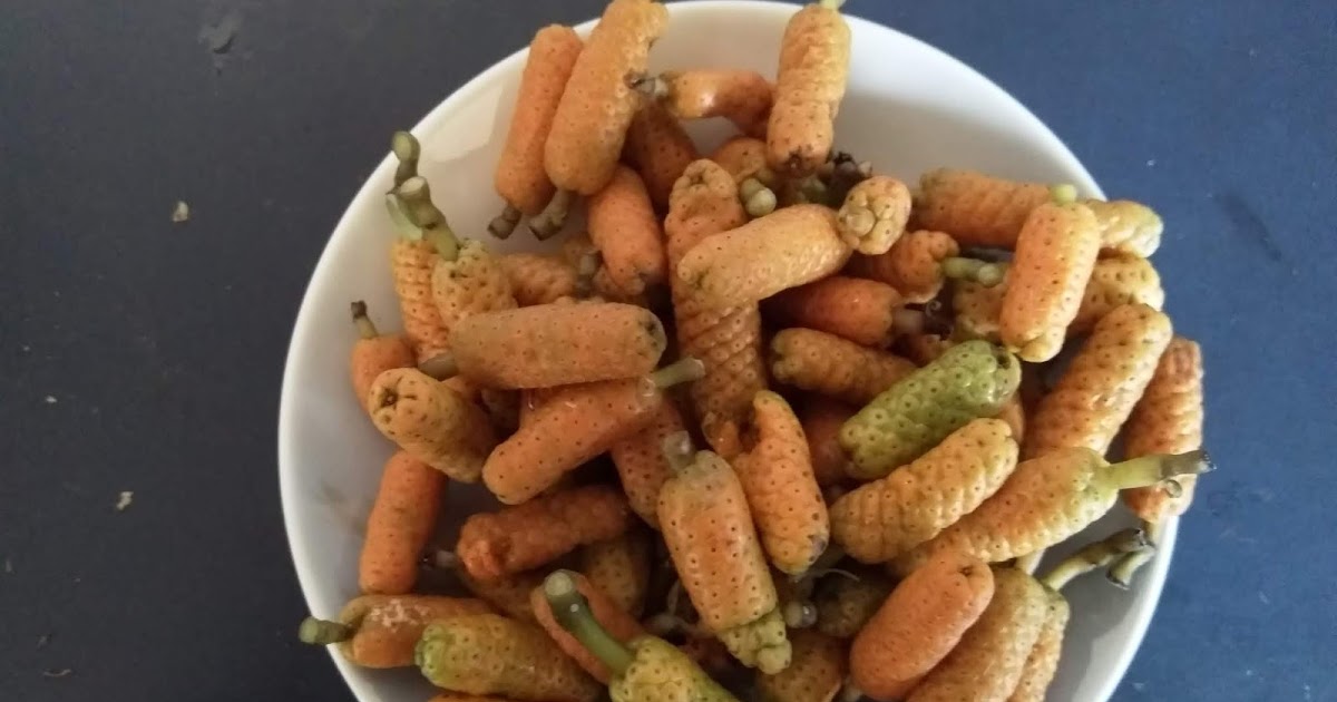 Little notes from Heather and Martin: Kawakawa berries