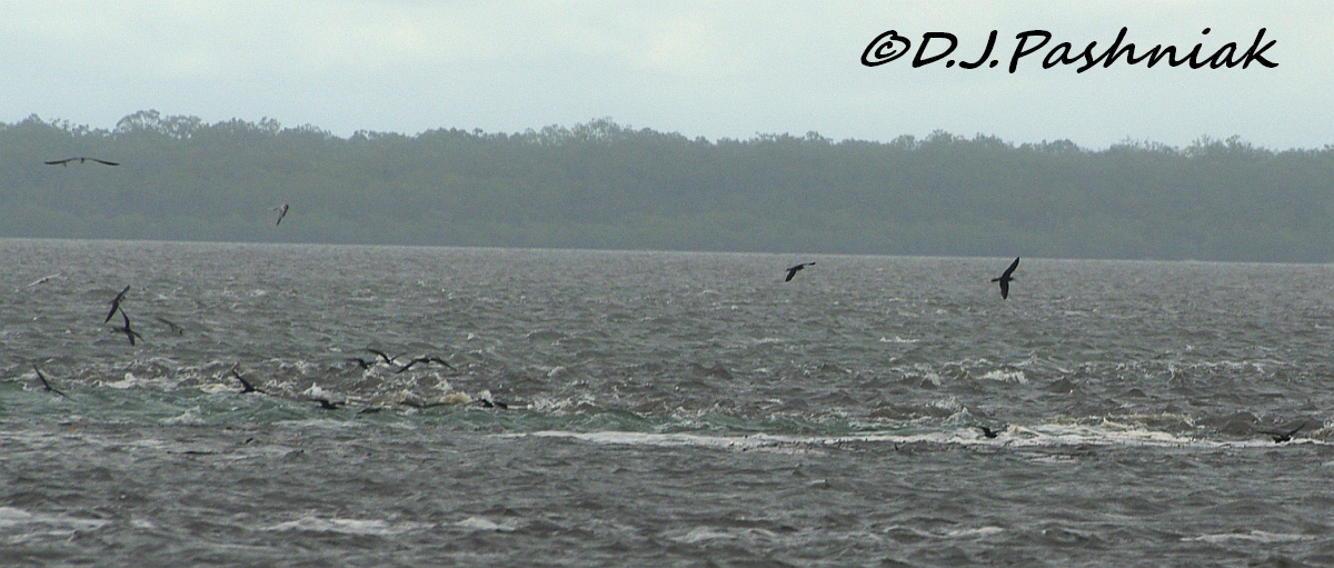 Sandy Straits and Beyond: Ex-tropical Cyclone