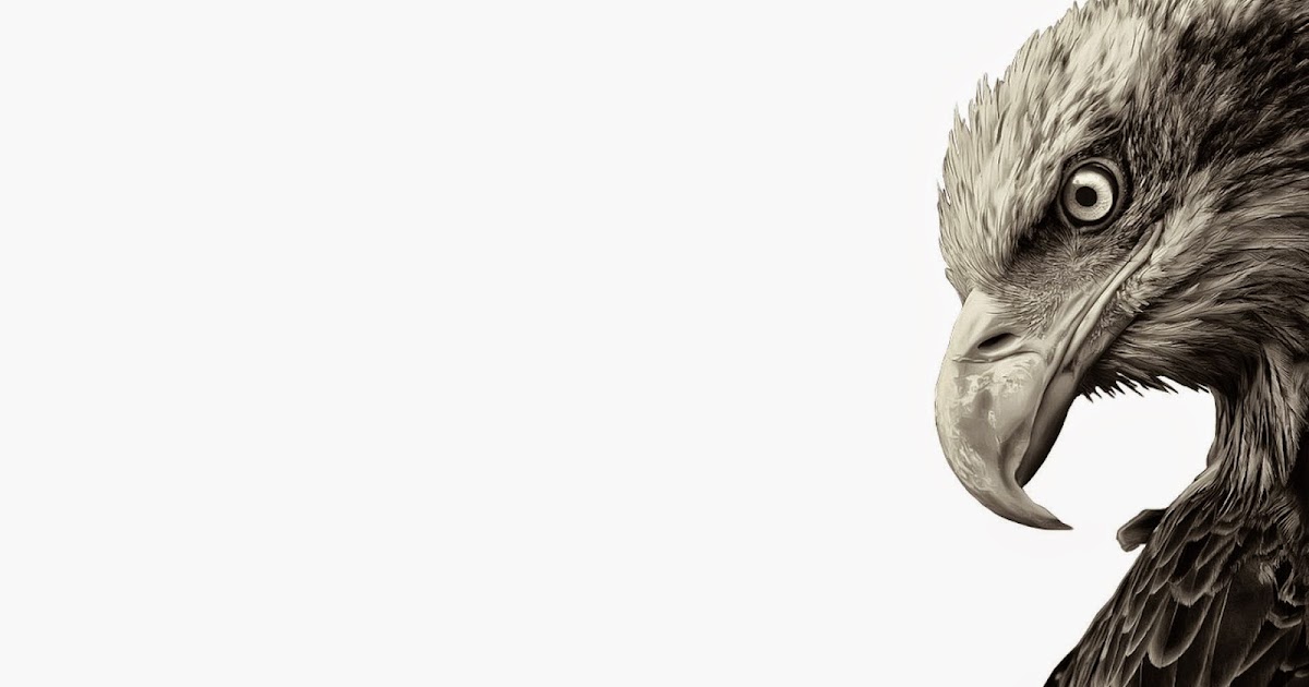 14+ Wallpaper Bergerak Burung Elang - Joen Wallpaper