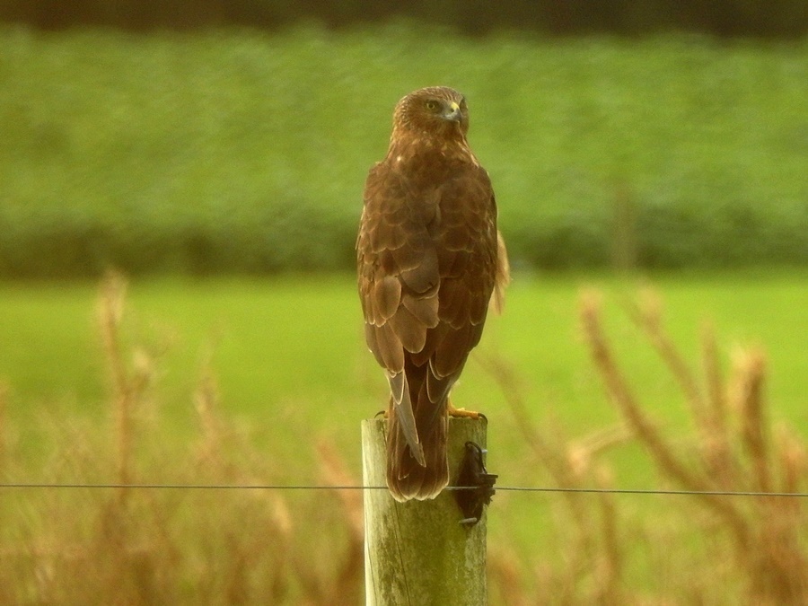 photographing New Zealand: hawks