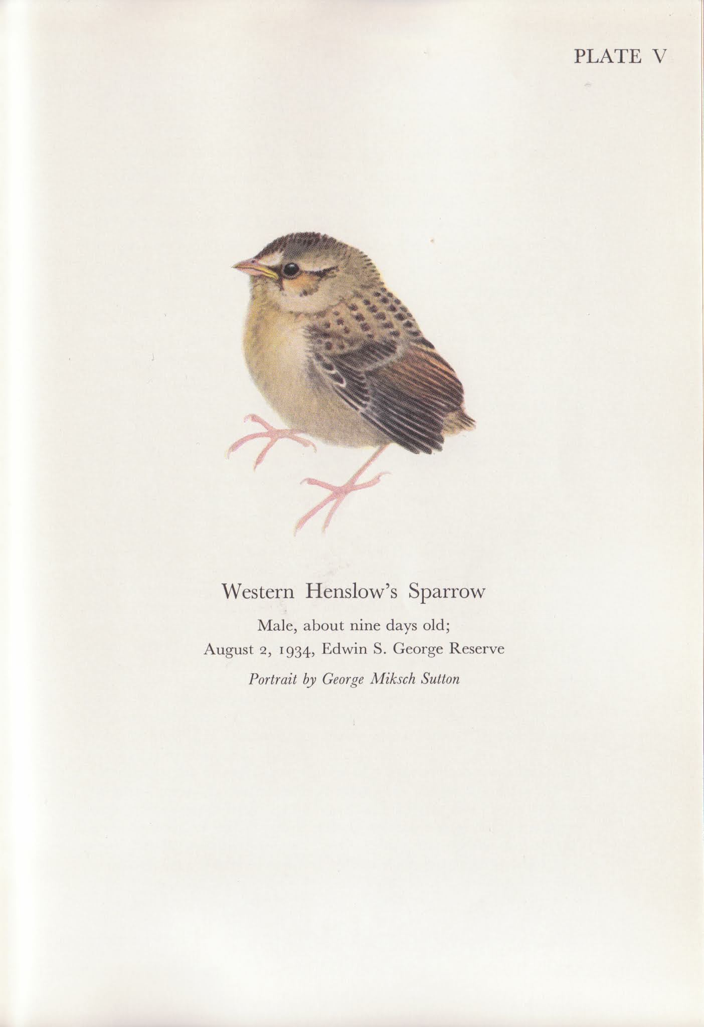 Laura's Birding Blog: George Miksch Sutton, Scientist, Artist, and a ...