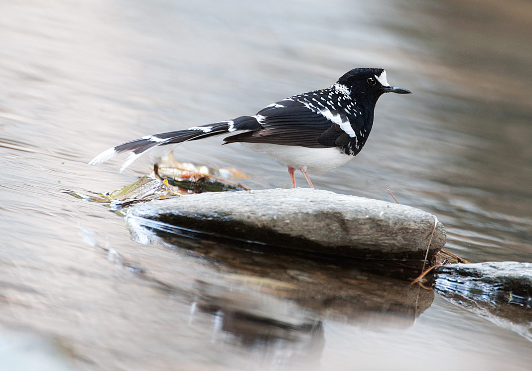 Indian Birds Photography: (delhibirdpix) Spotted Forktail Enicurus ...