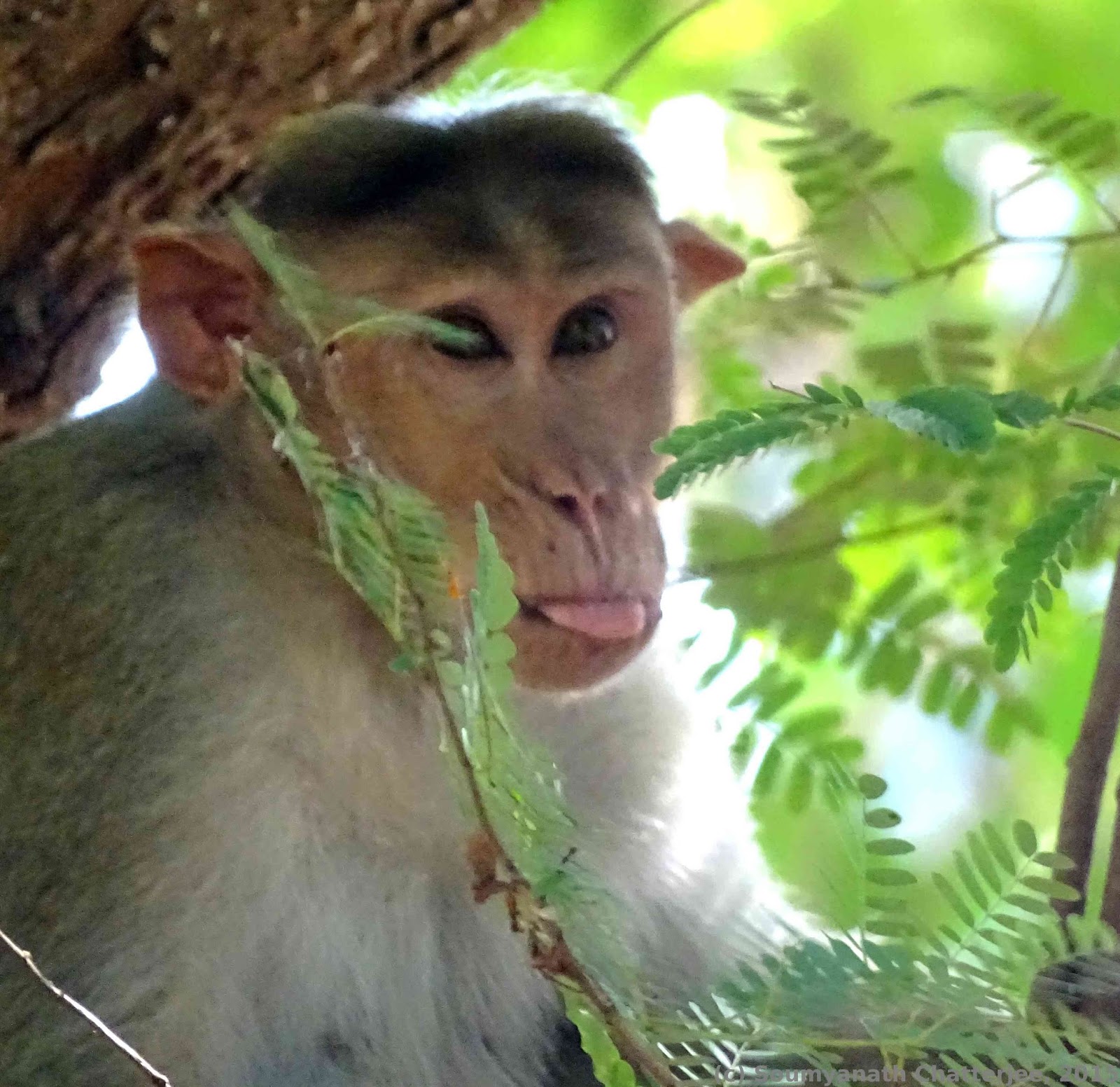 Wandering mind: A month in Auroville