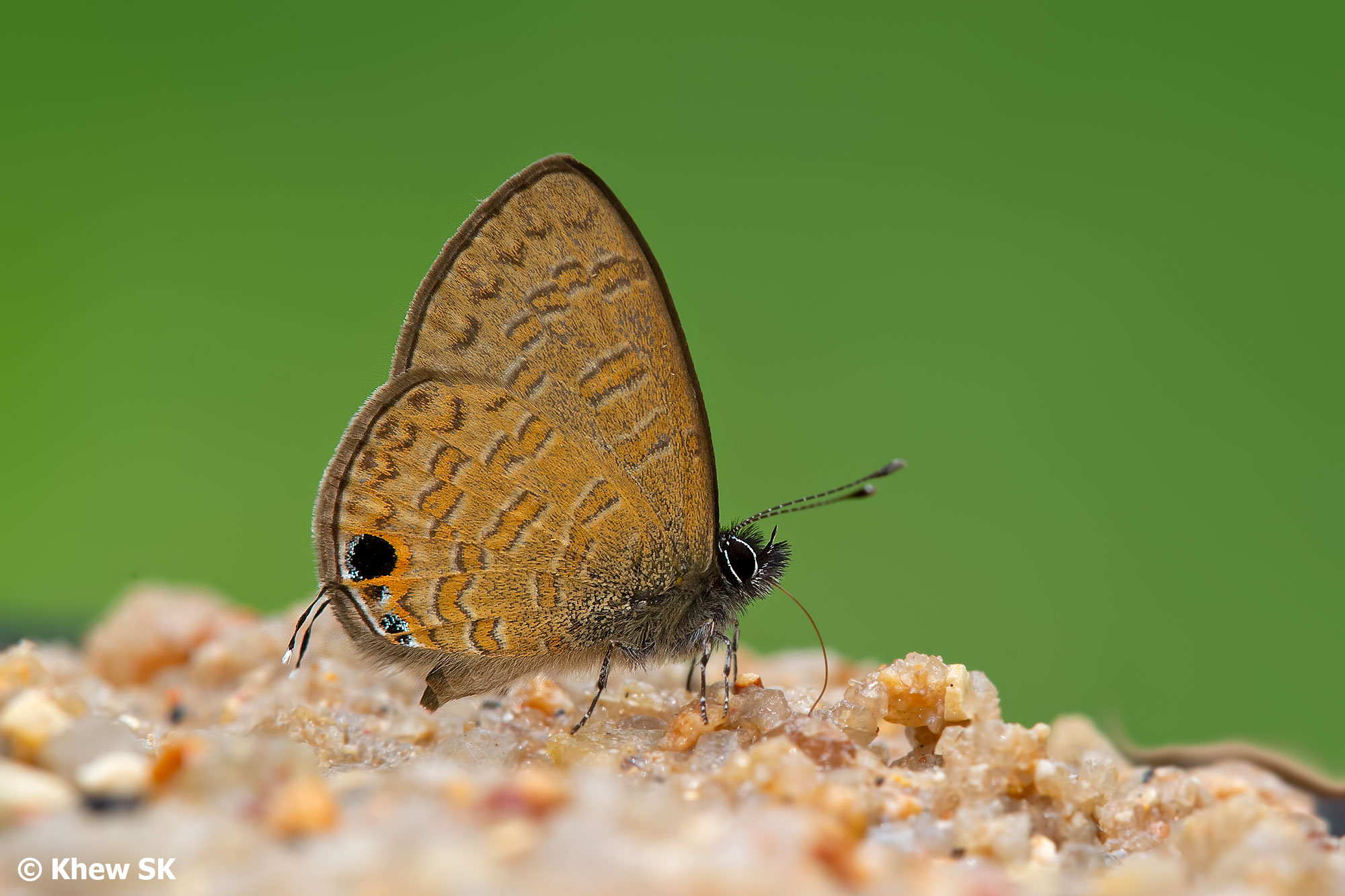 Butterflies of Singapore: Nov 15, 2020