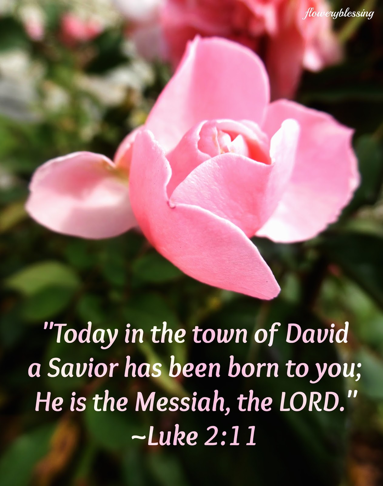 Flowery Blessing: "Today in the town of David a Savior has been born to ...
