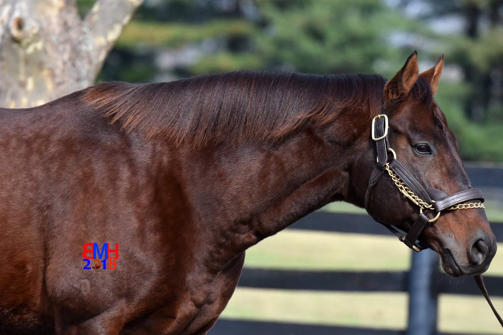 Examining Pedigree Trends of 2018's North American Grade 1 Winners