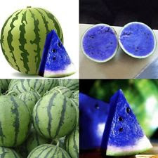 Mudflower: Blue watermelon seeds do NOT exist