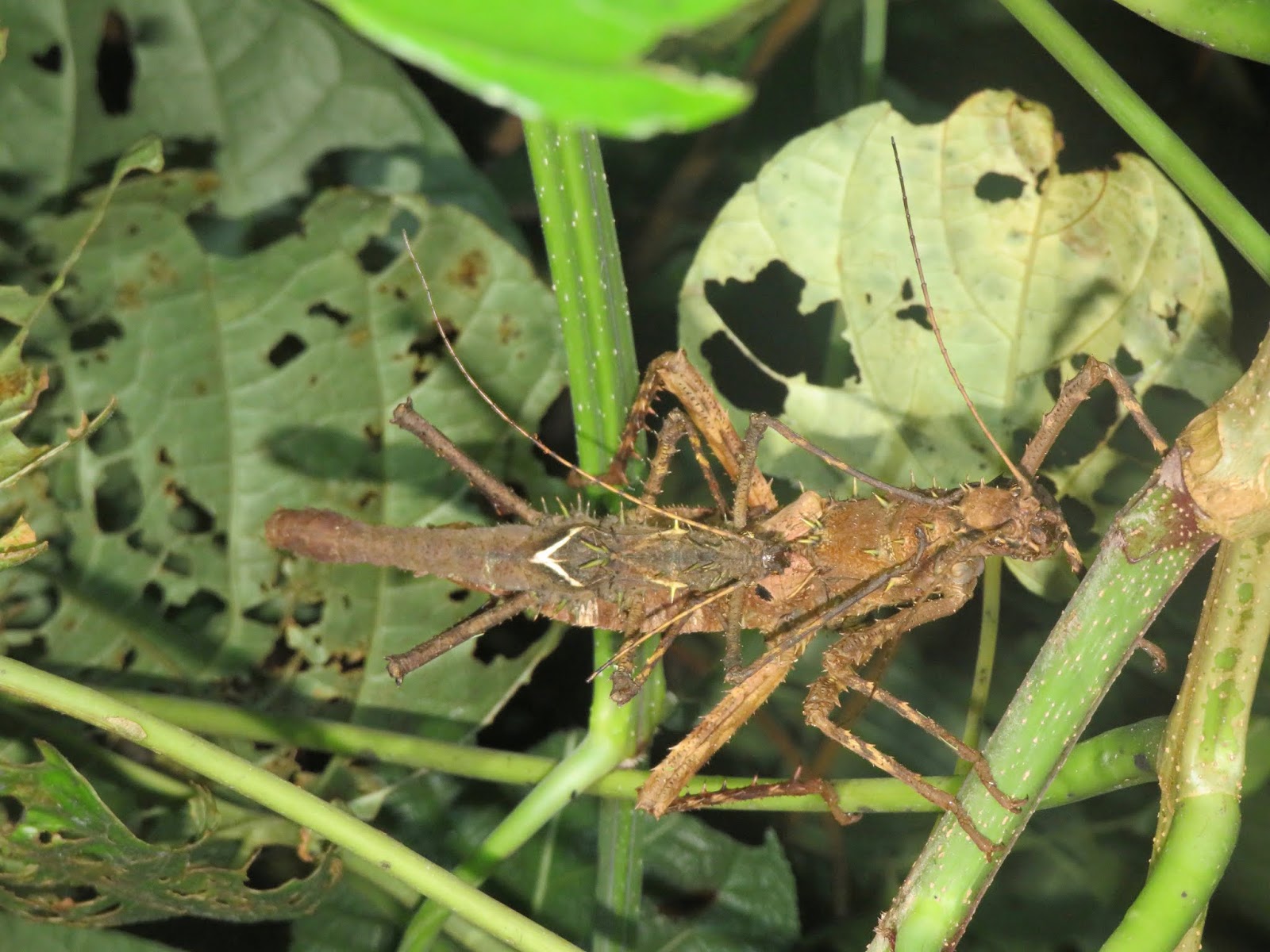 Malaysia- Borneo- Mulu National Park- Bugs