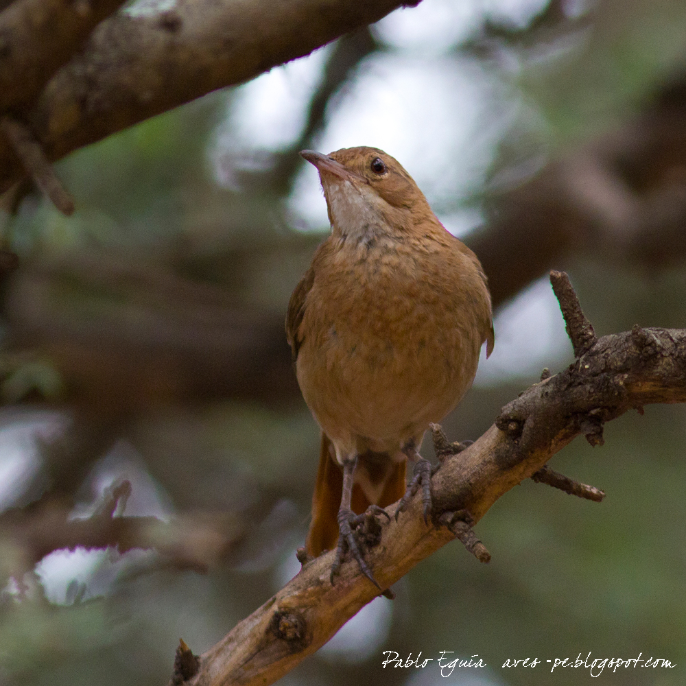 mis fotos de aves: Furnarius rufus Hornero Rufous Hornero
